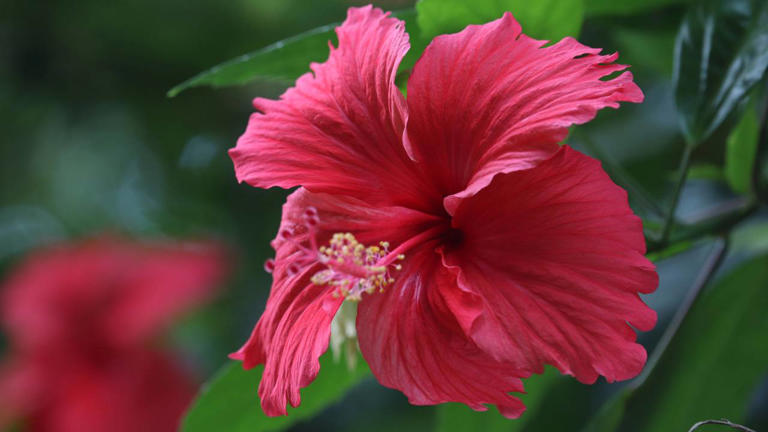 Nem girassóis nem margaridas: este é o melhor arbusto florido para ...