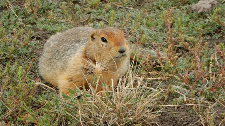 Ancient squirrel poop from Arctic permafrost contains DNA from mammoths ...