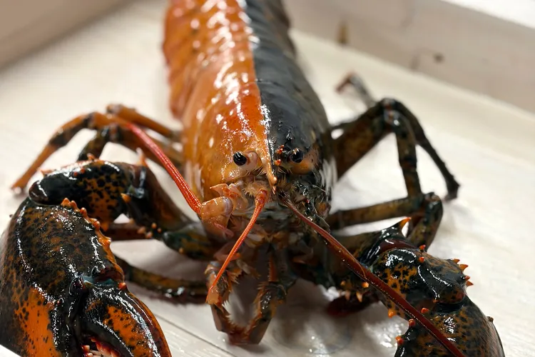 Rare two-toned lobster pulled from Cape Cod waters amazes scientists