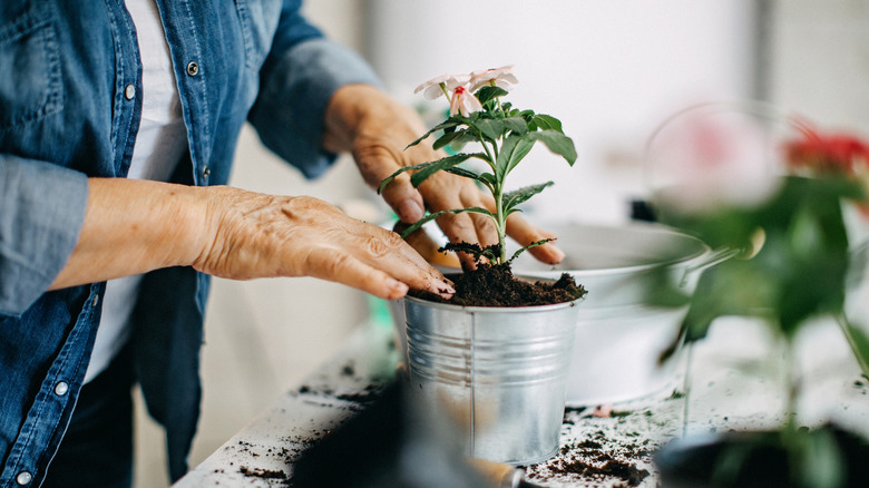 16 best flowers to start planting in pots in June