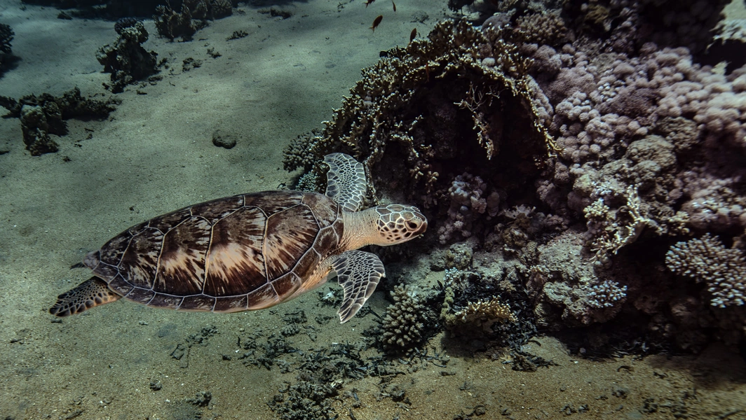 8 extraordinary animal adaptations and behaviors