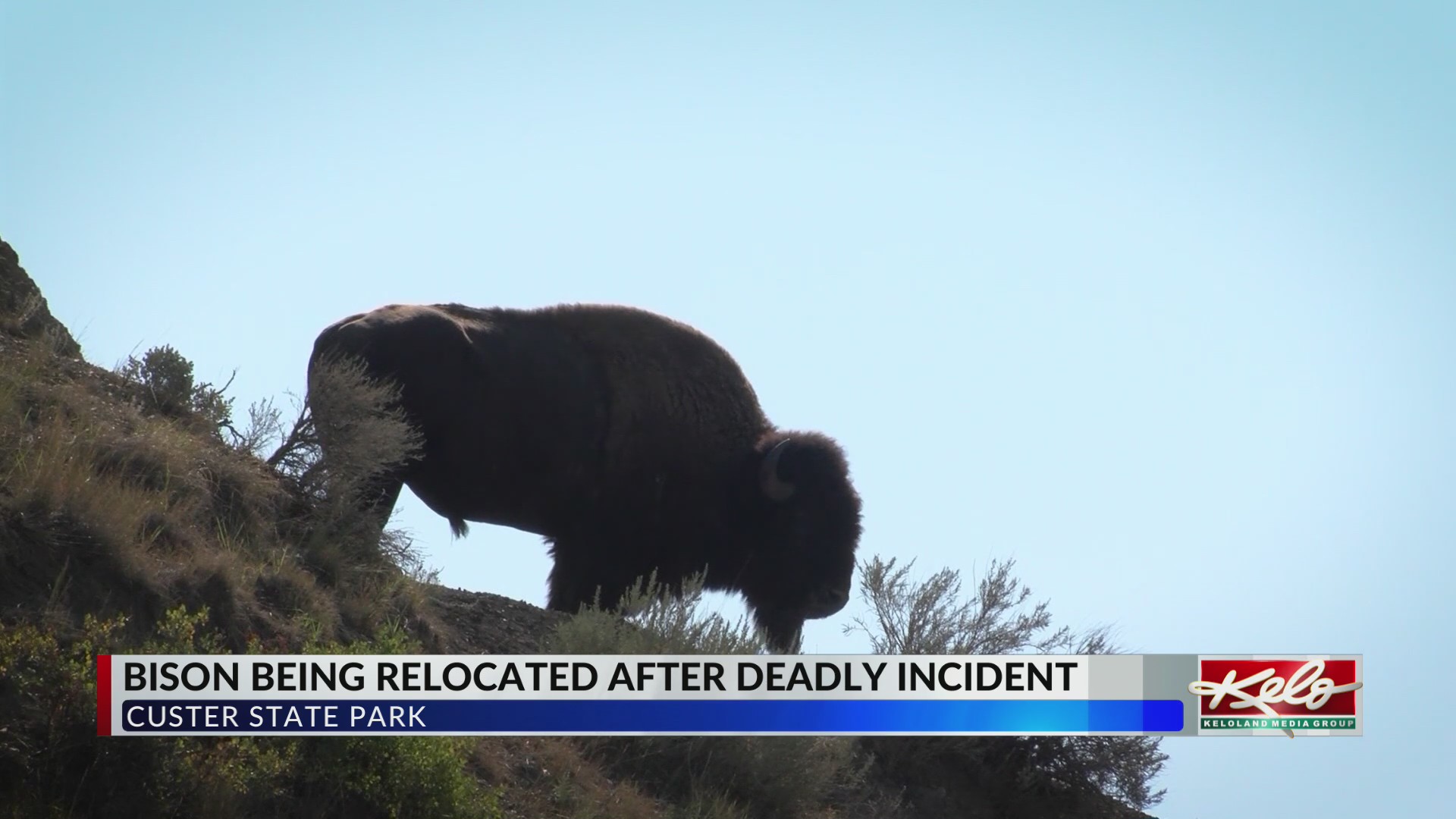 Custer State Park bison is now getting relocated after fatal incident