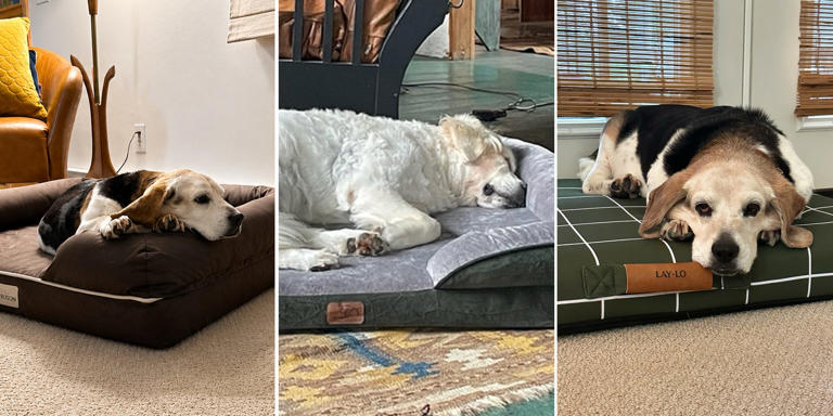 The best orthopedic dog beds