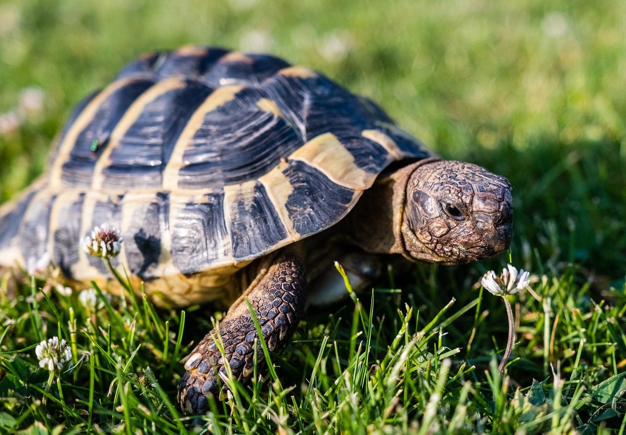 Tortoise thought to be male lays eggs after 41 years of living under ...
