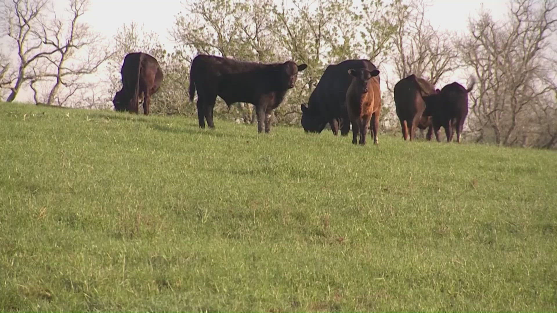 Southwest Texas ranchers trying to protect livestock against New World ...