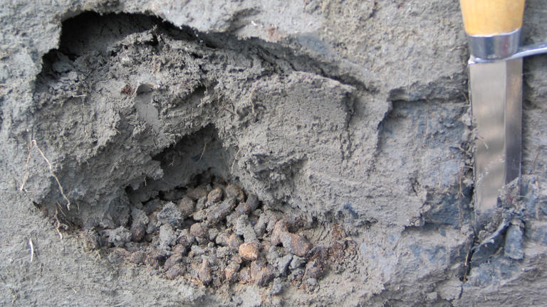 Ancient squirrel poop from Arctic permafrost contains DNA from mammoths ...