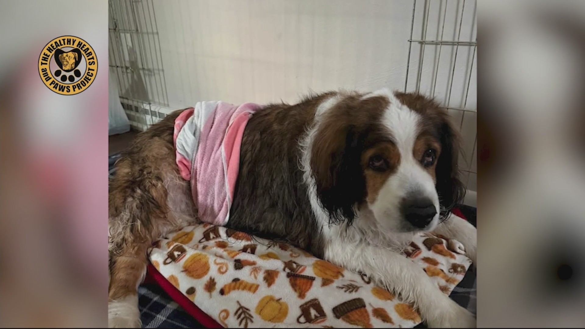 Shelter dog highlights need for death planning for pets