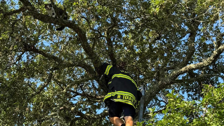 Beaufort firefighters rescue Johnny Cash the cat from tree