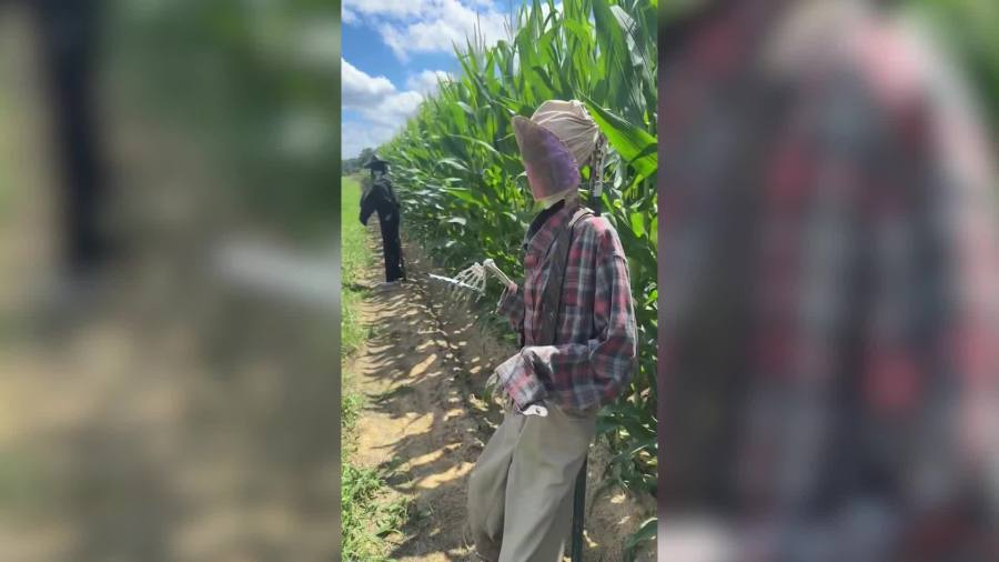 Reaper Farms’ ‘Children of the Corn’ display in White County draws ...