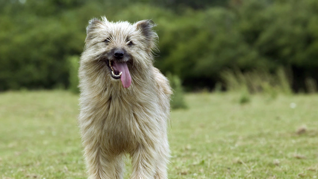 7 funniest toothy dog smiles