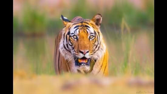 UP tiger reserves extend tourist season to June 30