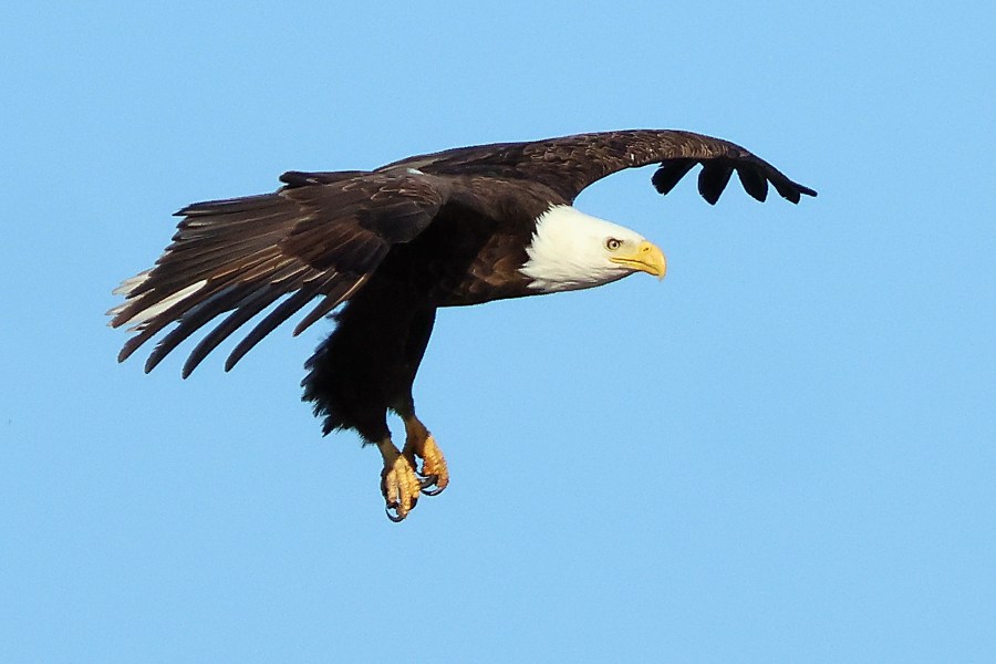 Bald eagle presentation coming to Endicott