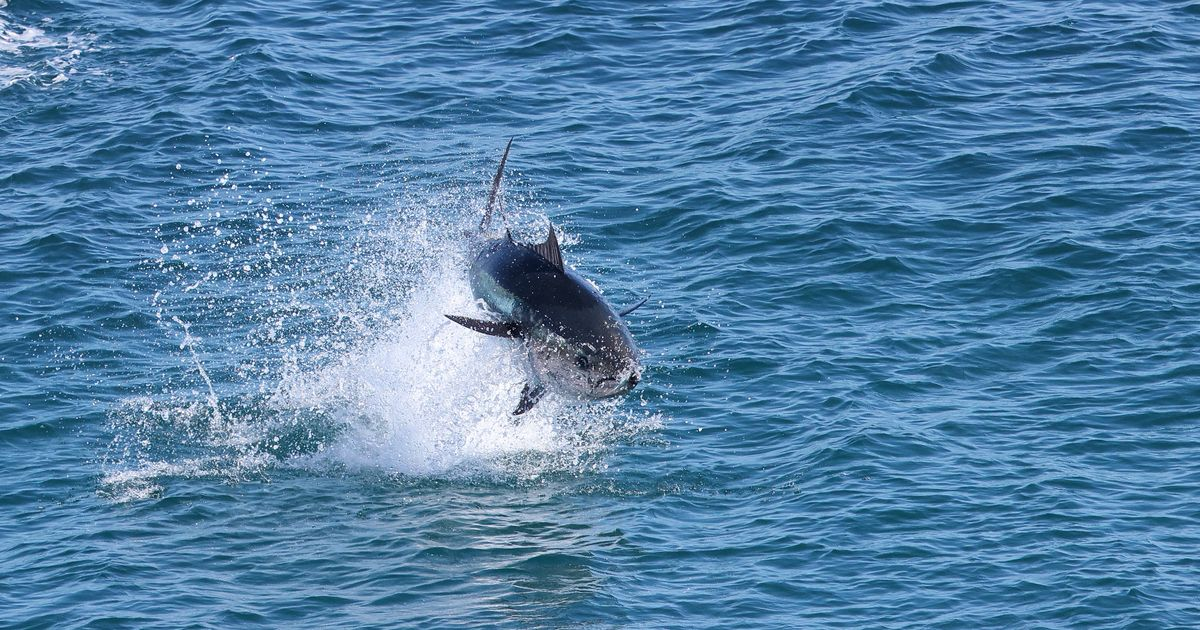 Bowfishing battle goes wild as giant invasive fish explodes from water