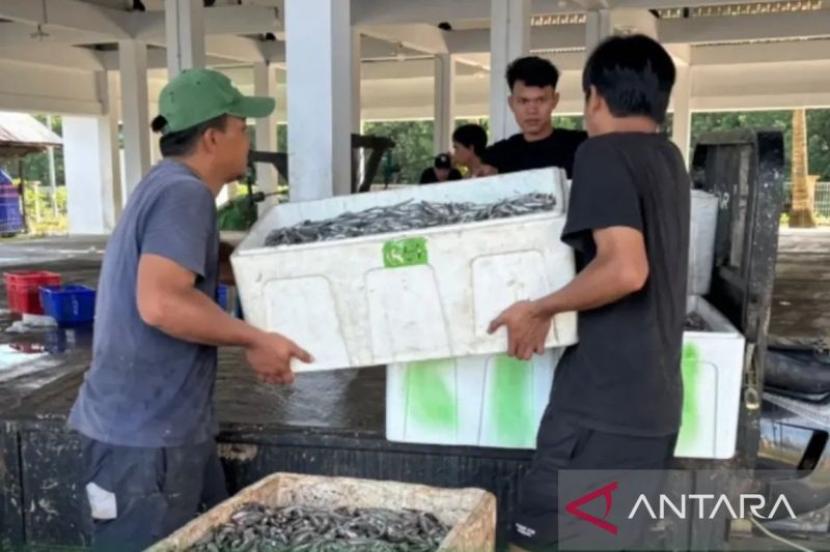 DKP Kaltim luncurkan tiga strategi hilirisasi perikanan demi dongkrak ...