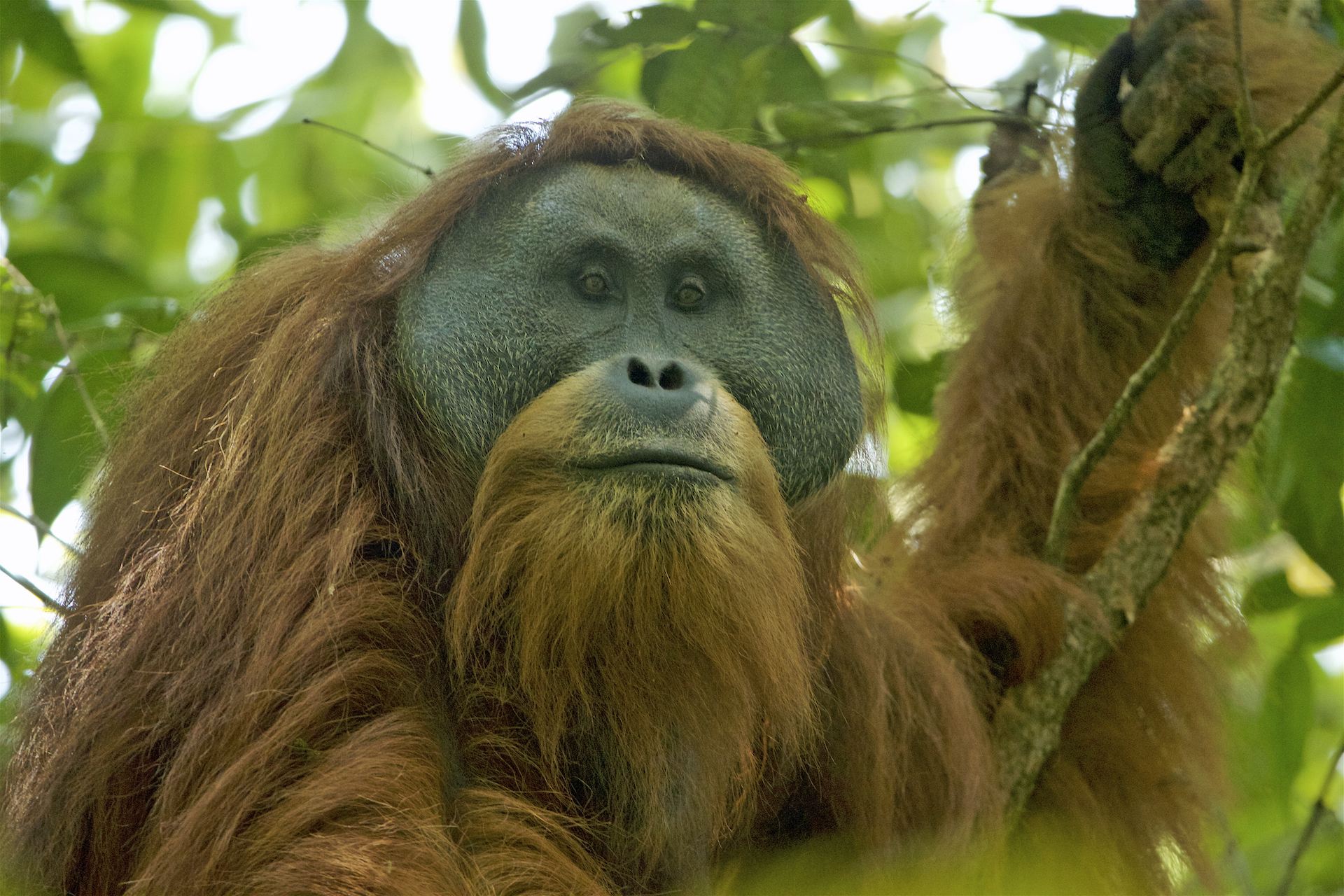 Single brutal storm wiped out 7% of rarest great ape