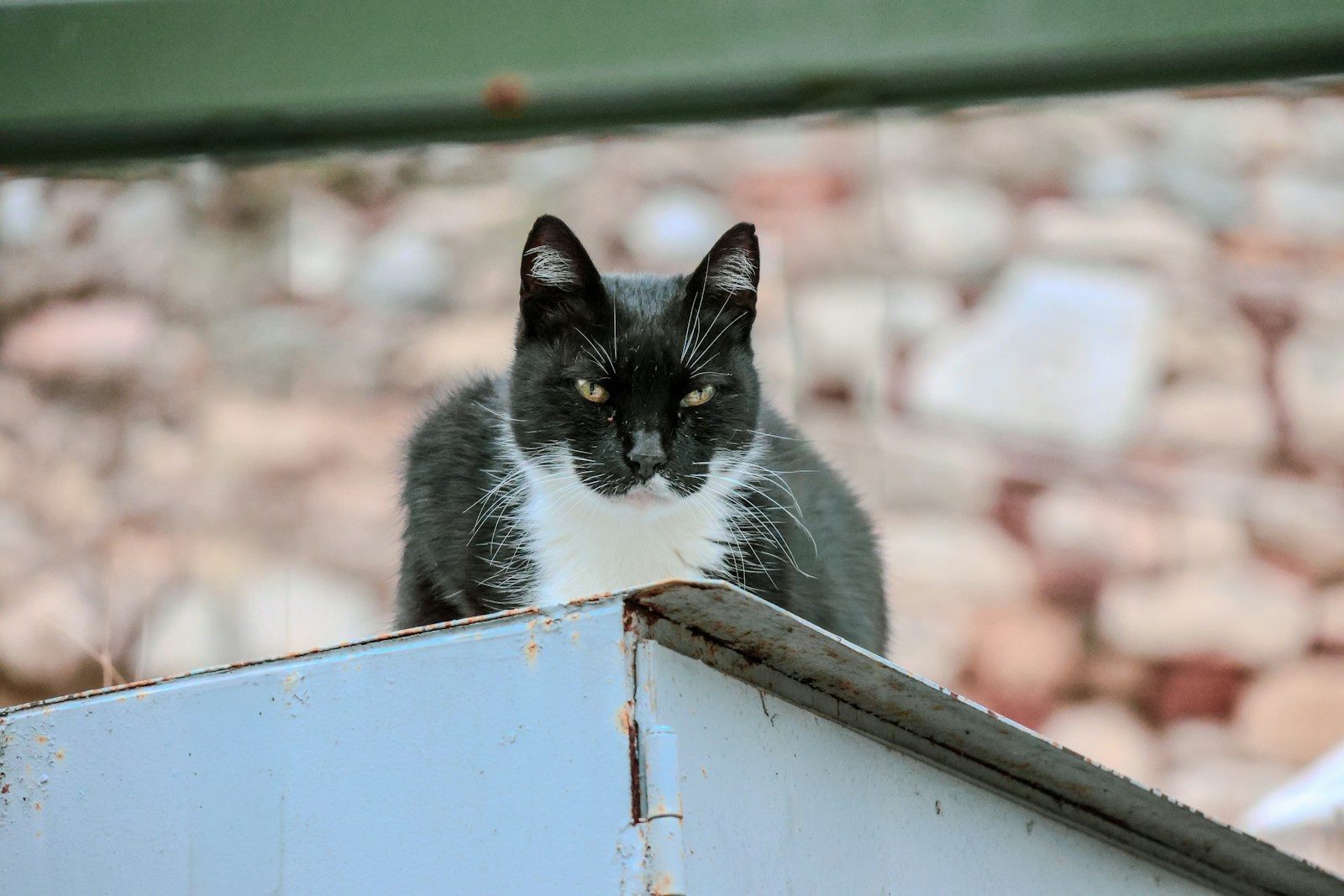 How a clever stray cat used stolen food to save her family