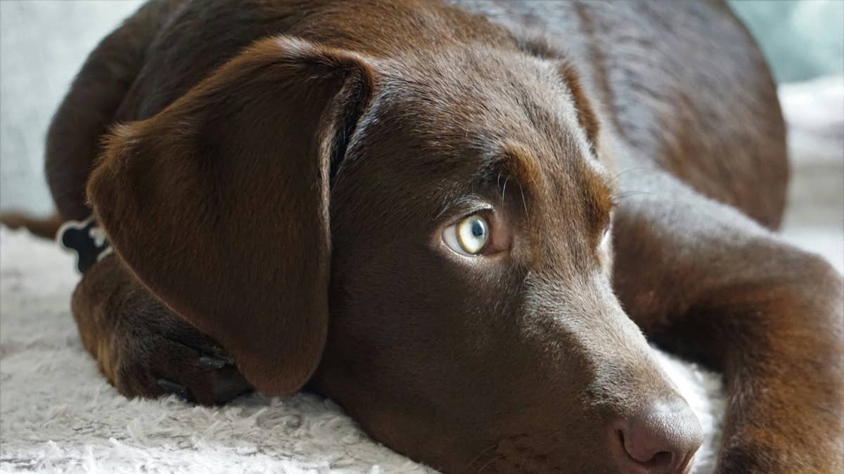 Sweet chocolate lab is a true professional guilt tripper, and his ...
