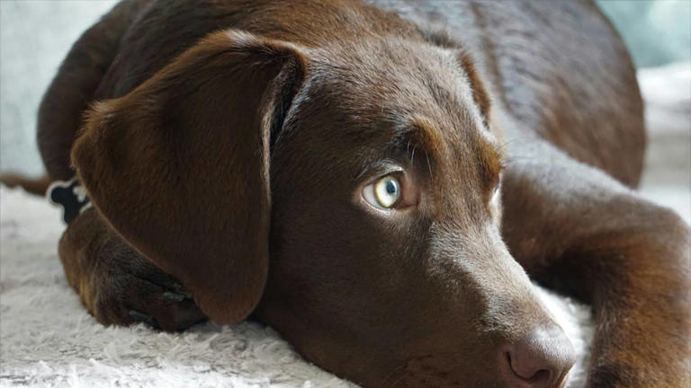 Sweet chocolate lab is a true professional guilt tripper, and his ...
