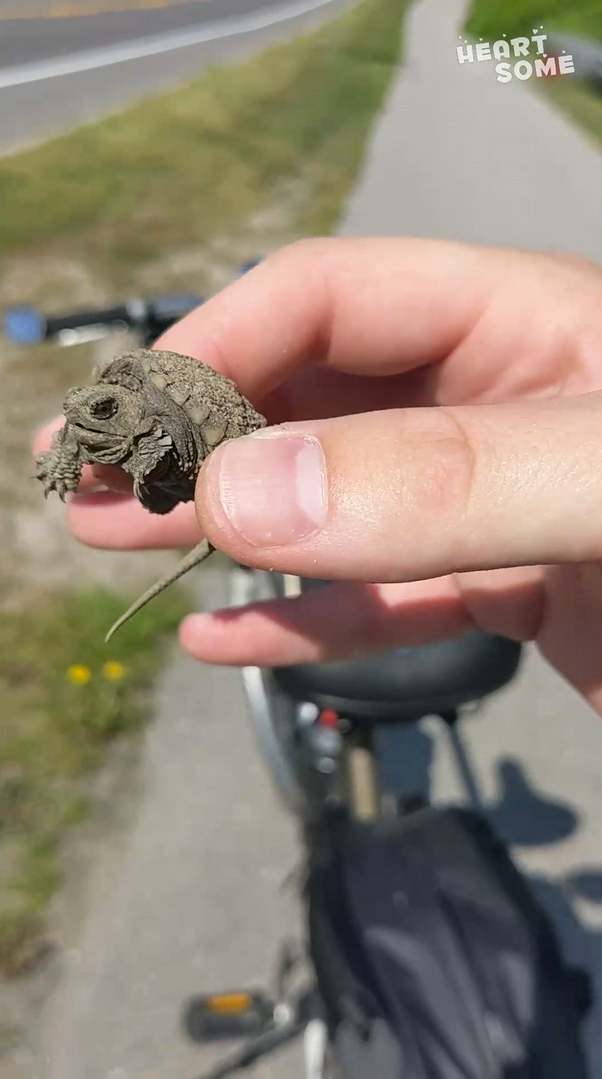 Kindhearted man rescues tiny baby turtle in a heartwarming moment