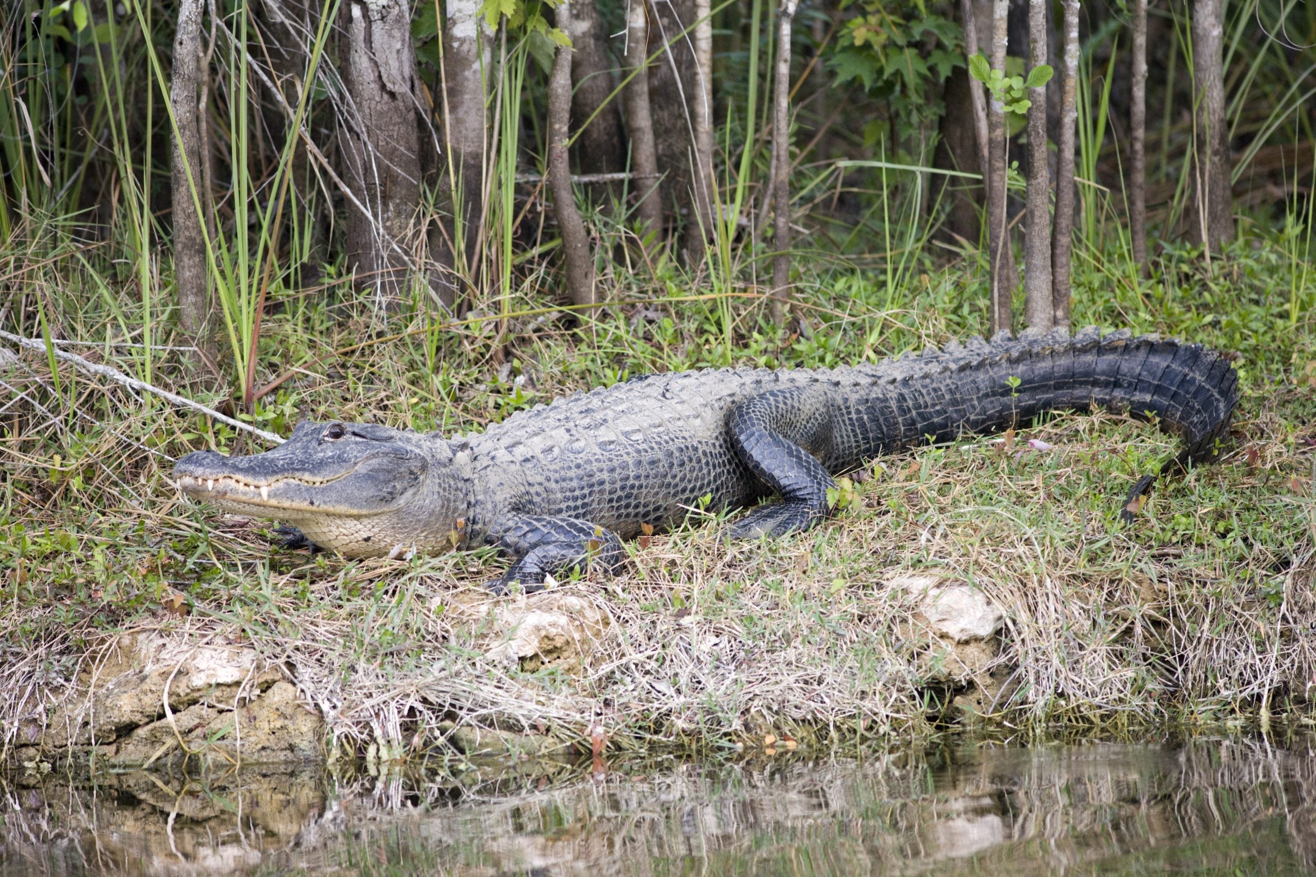 More than 400 alligators removed from Walt Disney World since toddler's ...