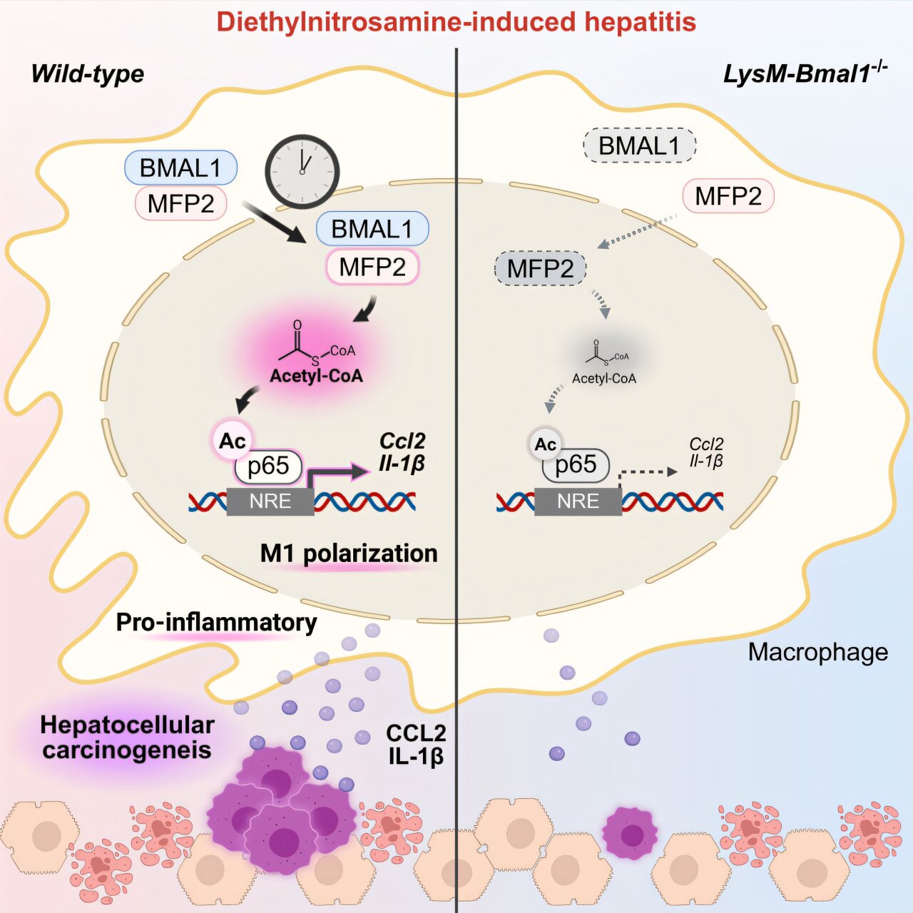 How body clock may shape inflammation, cancer risk and timing of future ...