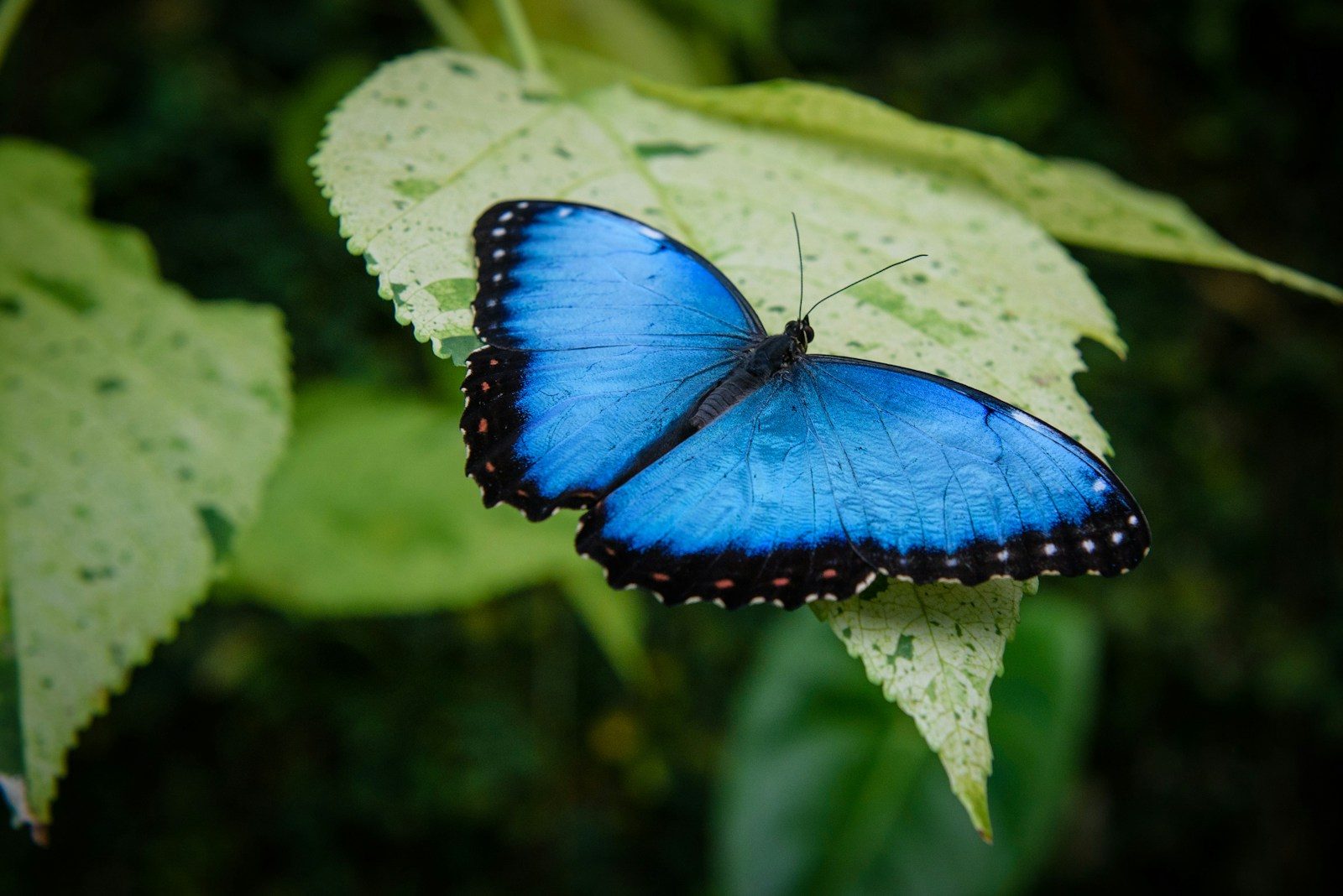 Butterfly population jumps by 9,000 percent in unexpected turnaround
