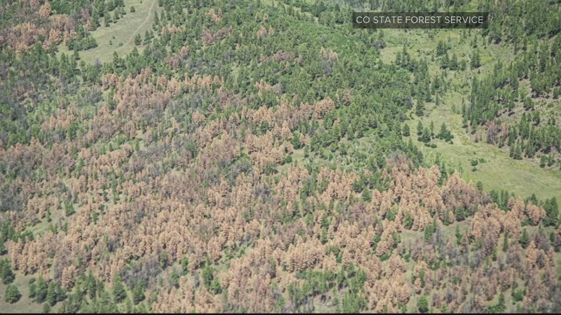 Bug infestation exploding across Front Range forests stressed amid ...