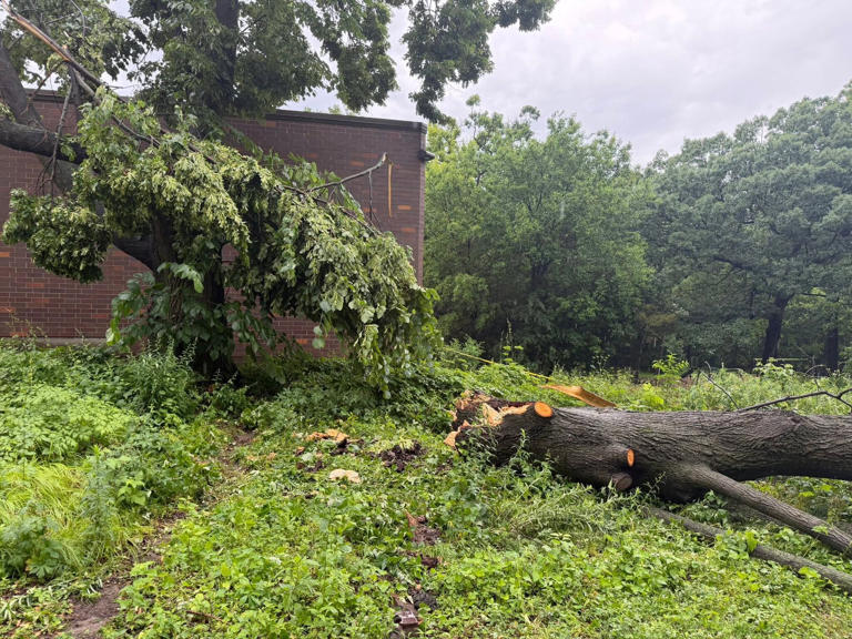 Fallen tree branches, crushed car among storm damage at Madison’s ...