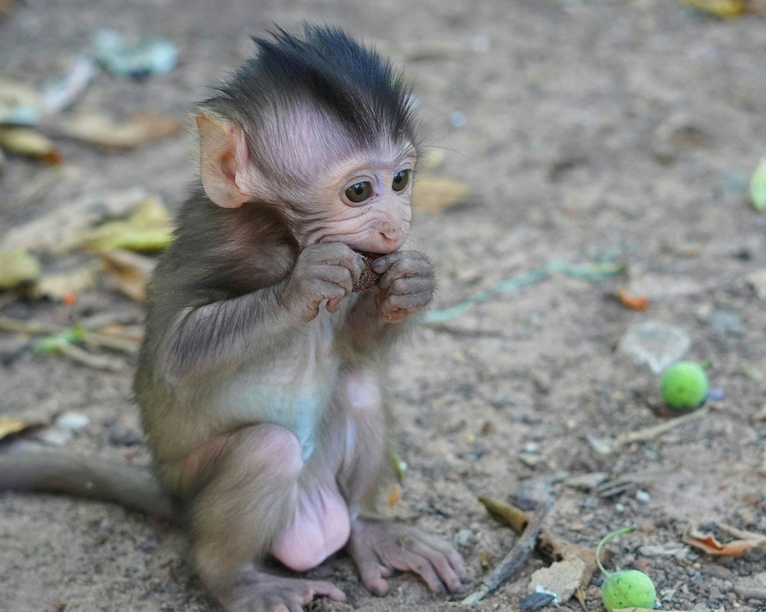 Viral monkey punch safe after zoo intrusion in Japan