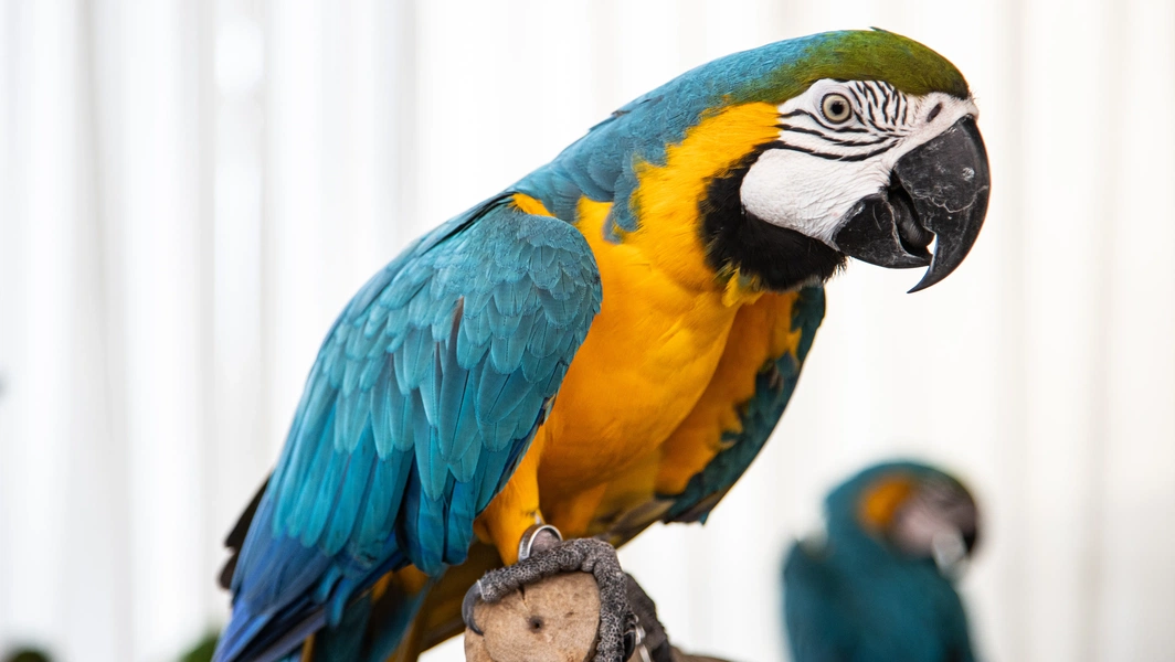 15 animals that need specialized care and attention