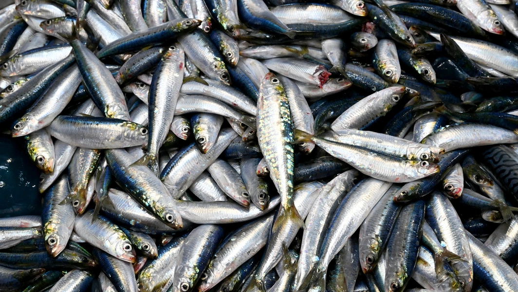 5 nutritious canned fish options for 2026