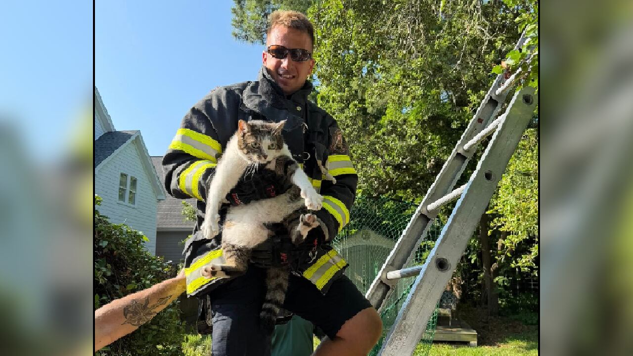 Beaufort firefighters rescue Johnny Cash the cat from tree