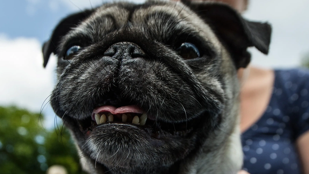 Life with pugs: Joy, quirks and care tips