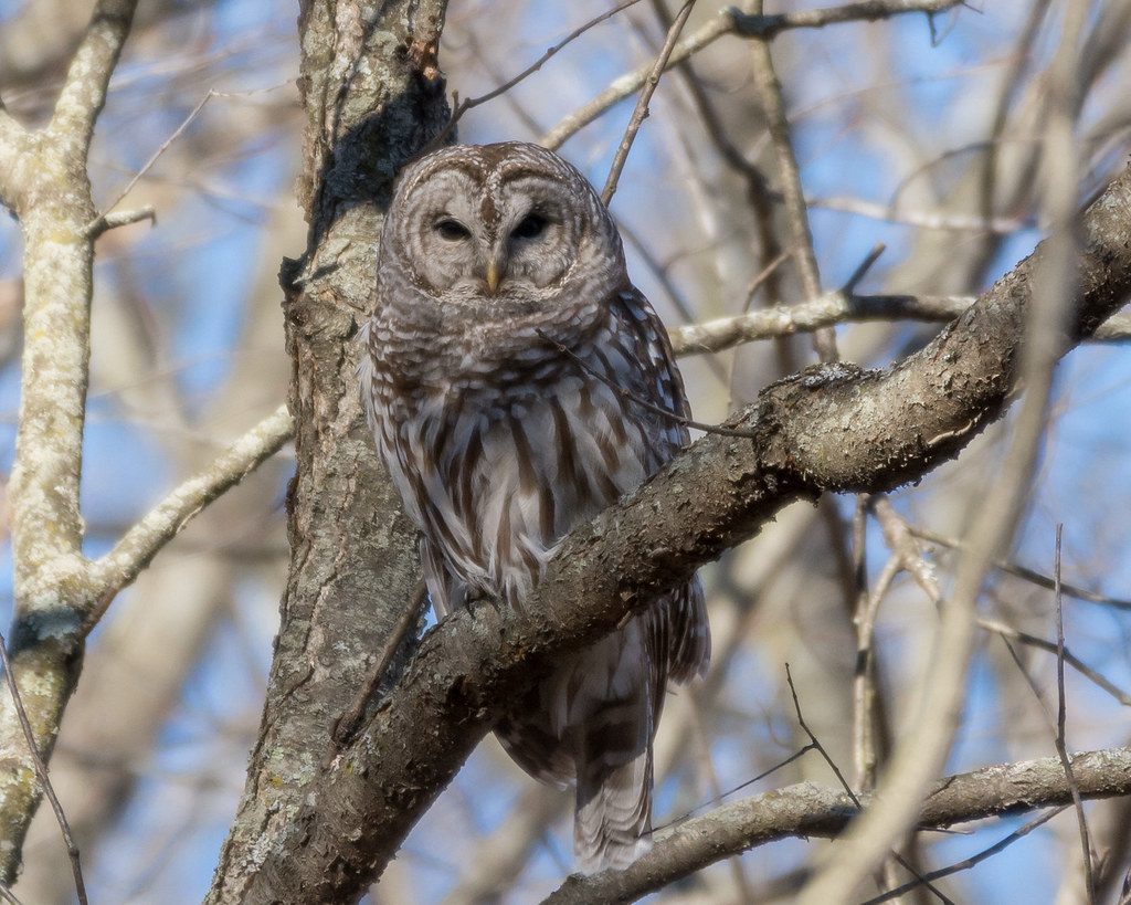Controversial plan targets invasive barred owls to aid threatened wildlife