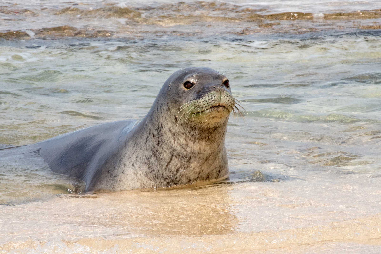 Tourist who hurled rock at beloved Hawaiian seal now devastated by backlash