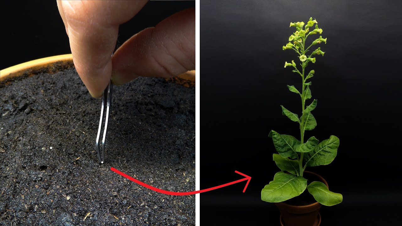 From seed to flower: 60 days of growth!