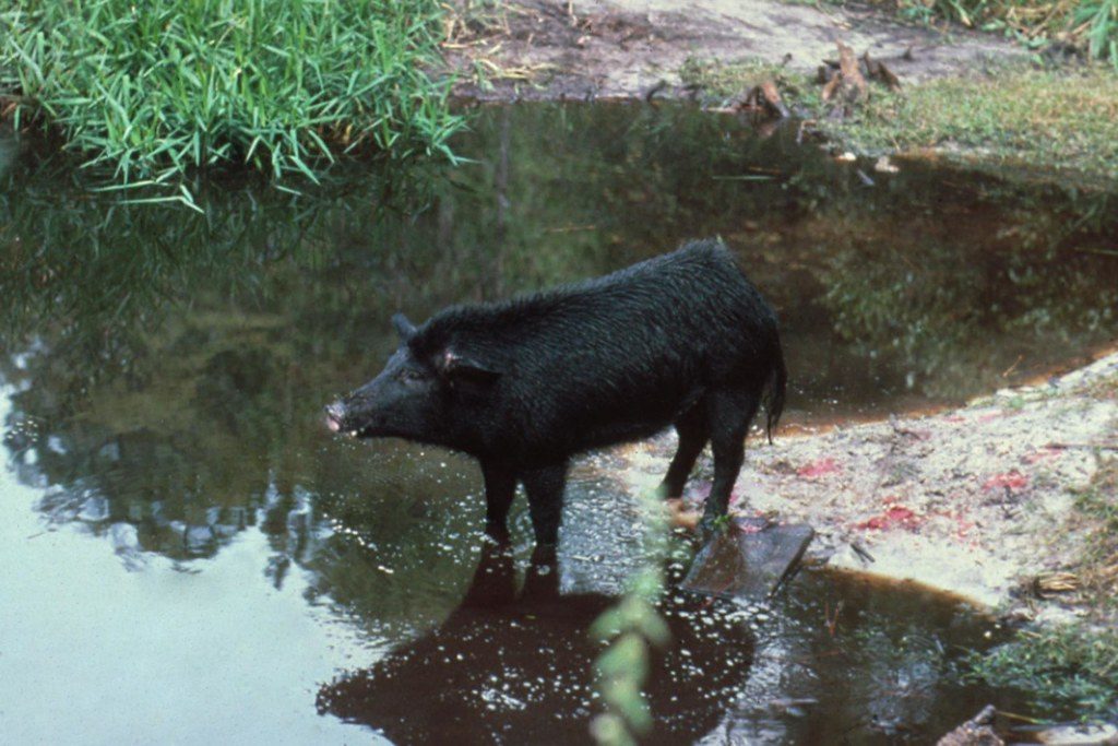 Where feral hog populations are causing the biggest problems in the US