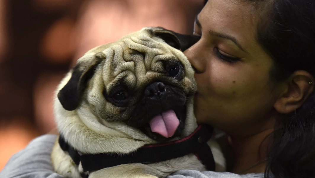 15 dog breeds known for their love of cuddling
