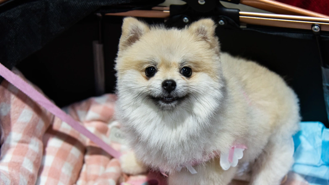 11 small dog breeds with lifelong puppy charm