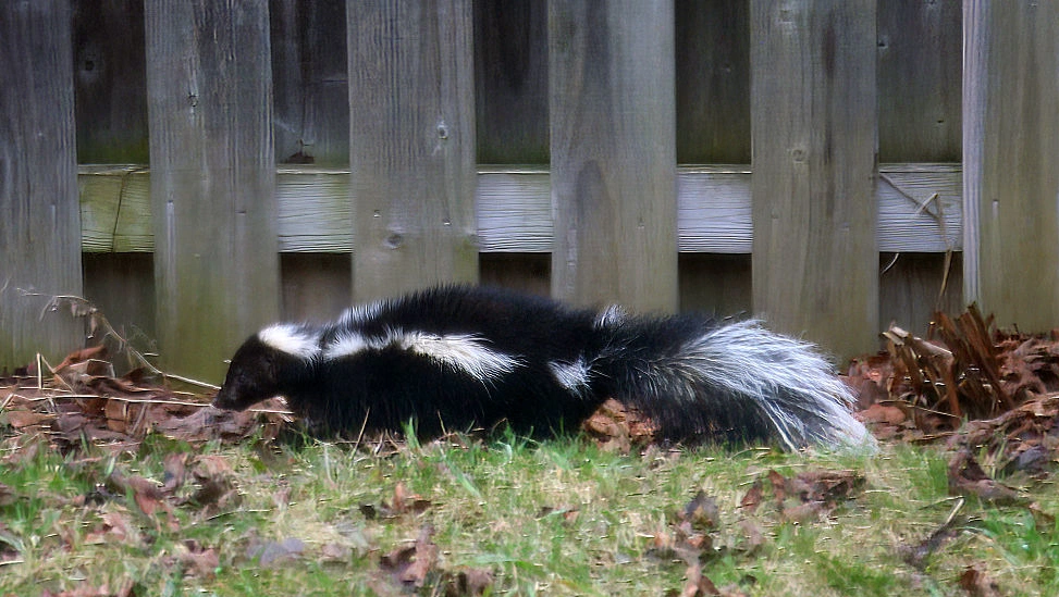 Fascinating facts about skunks’ behavior and defenses