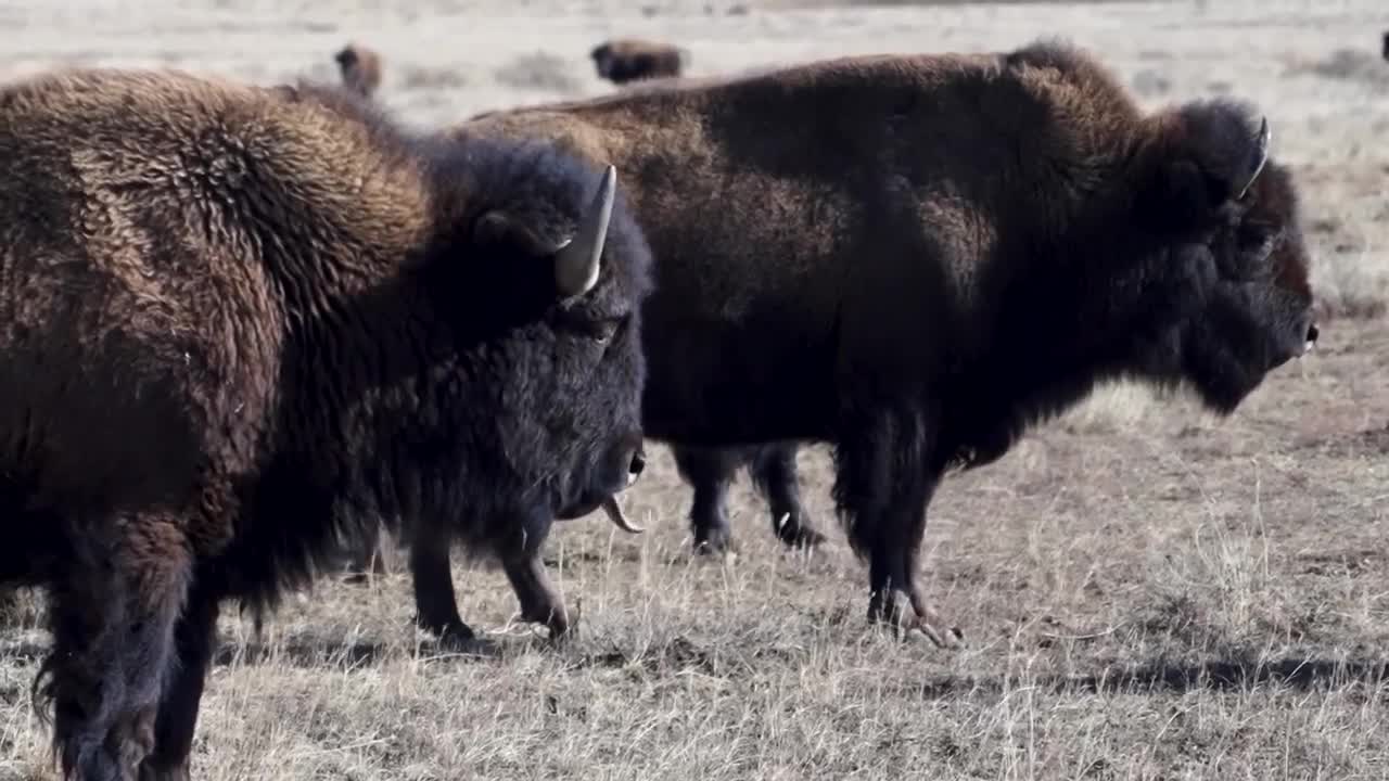 American Prairie sues over bison grazing on Montana state lands