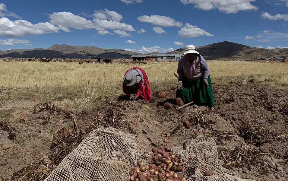How the potato shaped our bodies and plates