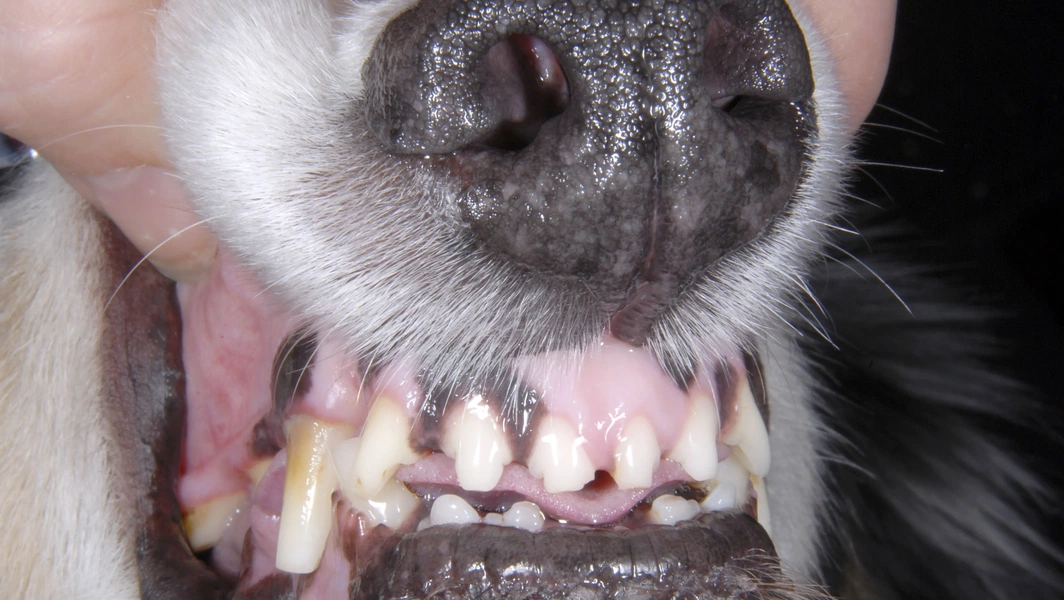 7 funniest toothy dog smiles
