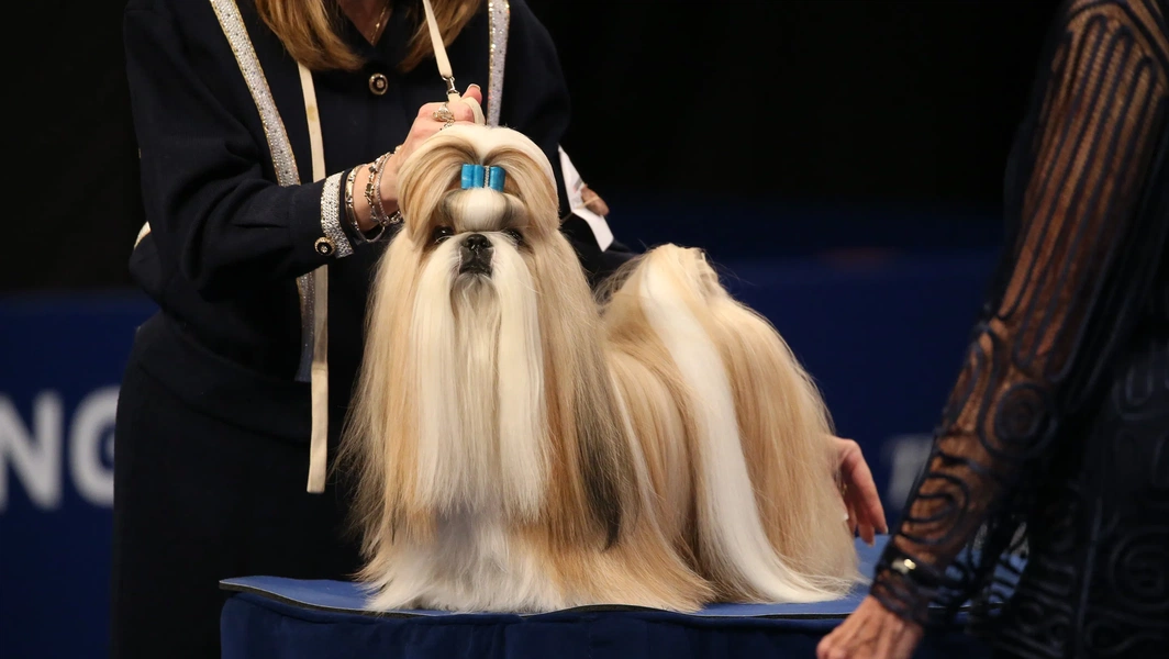 Finding the perfect dog for your golden years