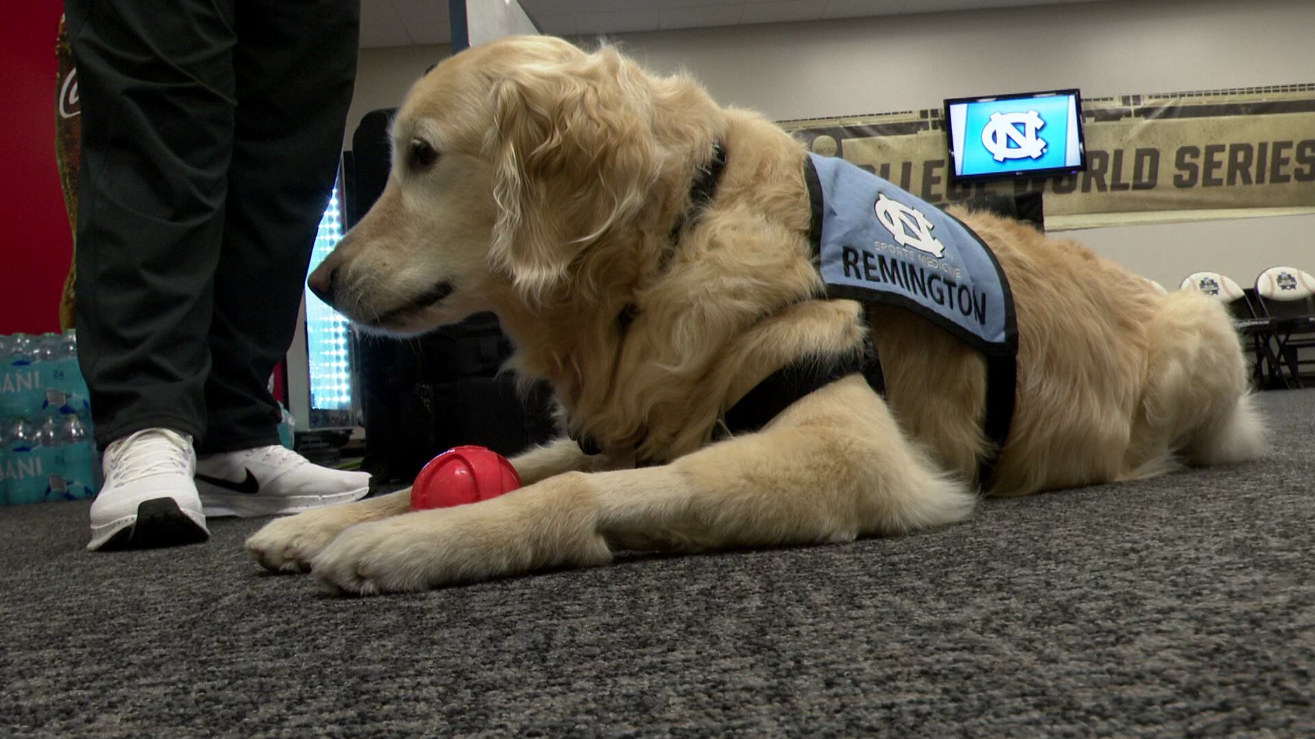 CWS 2026: UNC dugout dog Remington returns for 4th trip to the College ...
