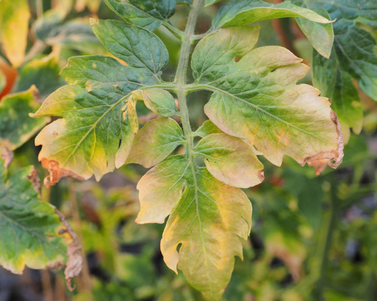 If your tomato leaves are turning yellow in June, these 3 common ...