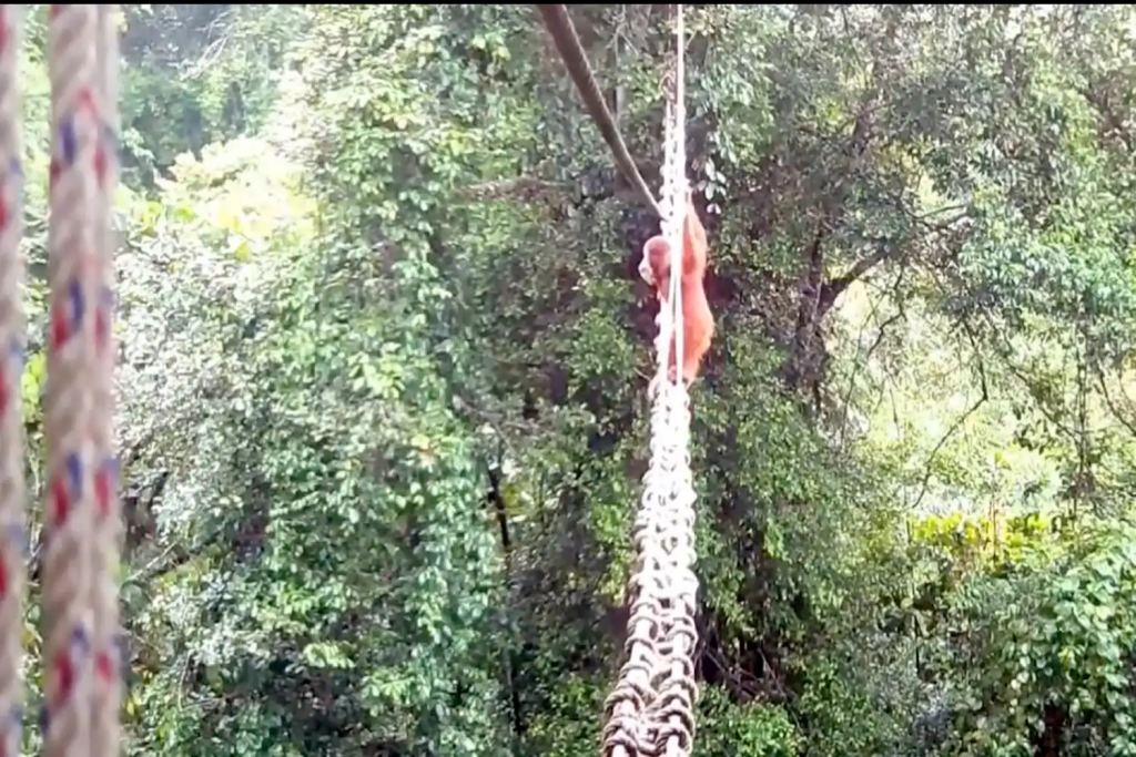 A wild orangutan was seen using a canopy bridge, and it could be a big ...