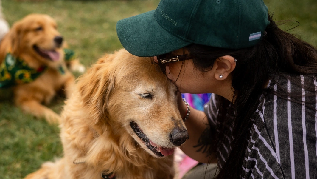 15 affectionate dog breeds that crave companionship
