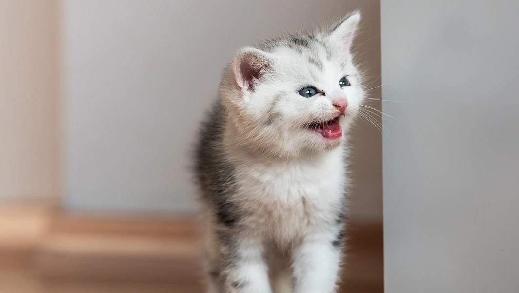 14 cat sounds and what they communicate