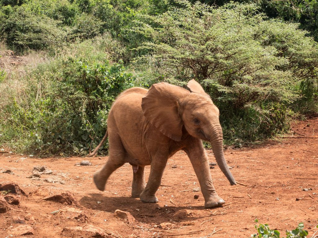 Once-orphaned elephant introduces her calf in a heartwarming moment
